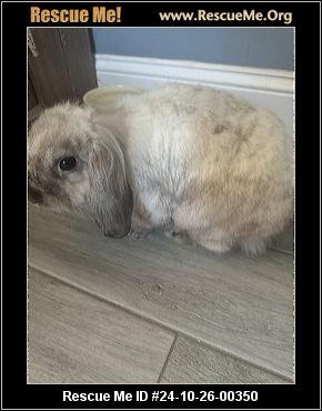 - Georgia Rabbit Rescue - ADOPTIONS - Rescue Me!