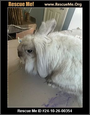 - Georgia Rabbit Rescue - ADOPTIONS - Rescue Me!