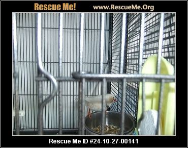 - Pennsylvania Pet Bird Rescue - ADOPTIONS - Rescue Me!