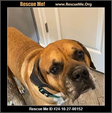 - Oklahoma Dog Rescue - ADOPTIONS - Rescue Me!