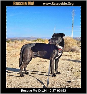 - California Lab Rescue - ADOPTIONS - Rescue Me!