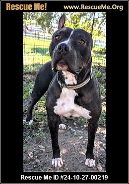 - Texas Pit Bull Rescue - ADOPTIONS - Rescue Me!