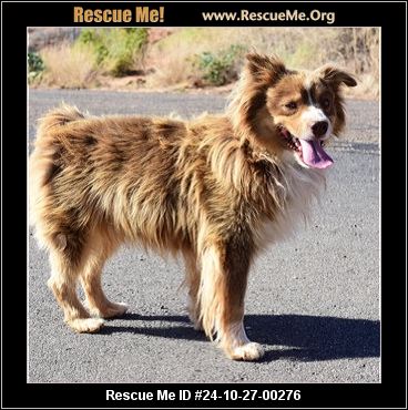 - Arizona Australian Shepherd Rescue - ADOPTIONS - Rescue Me!