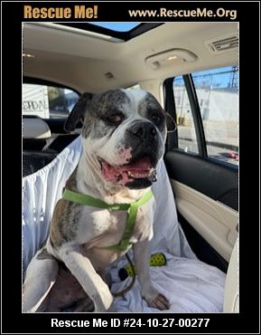 - New Jersey American Bulldog Rescue - ADOPTIONS - Rescue Me!