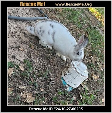 - Texas Rabbit Rescue - ADOPTIONS - Rescue Me!