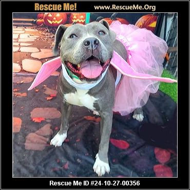 - California Pit Bull Rescue - ADOPTIONS - Rescue Me!