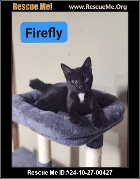 - Tennessee Cat Rescue - ADOPTIONS - Rescue Me!