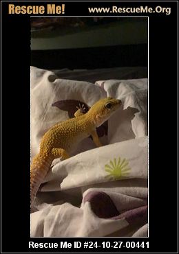 - Illinois Reptile/Amphibian Rescue - ADOPTIONS - Rescue Me!