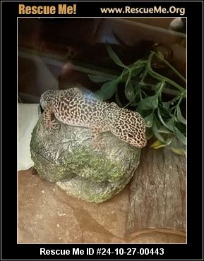 - Illinois Reptile/Amphibian Rescue - ADOPTIONS - Rescue Me!