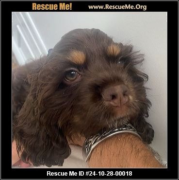 - Oregon Cocker Spaniel Rescue - ADOPTIONS - Rescue Me!
