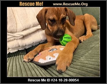 - Texas Bloodhound Rescue - ADOPTIONS - Rescue Me!
