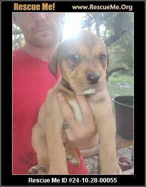 - Texas Bloodhound Rescue - ADOPTIONS - Rescue Me!