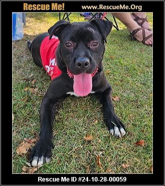 - Alabama Boxer Rescue - ADOPTIONS - Rescue Me!