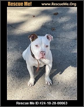 - South Carolina Dog Rescue - ADOPTIONS - Rescue Me!