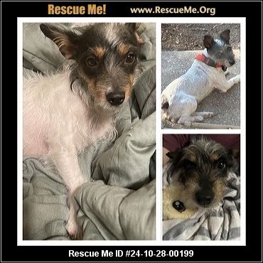- Texas Jack Russell Rescue - ADOPTIONS - Rescue Me!