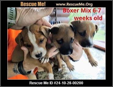 - Alabama Boxer Rescue - ADOPTIONS - Rescue Me!