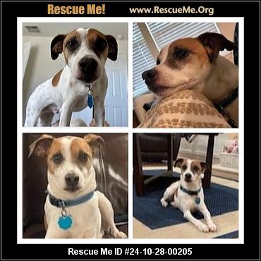 - Texas Jack Russell Rescue - ADOPTIONS - Rescue Me!