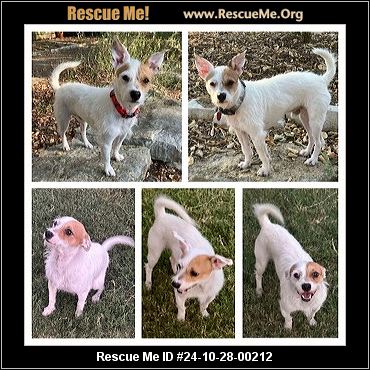 - Texas Jack Russell Rescue - ADOPTIONS - Rescue Me!