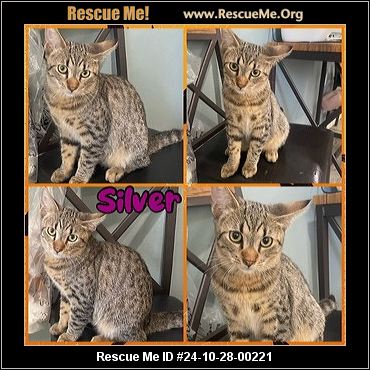 - California Cat Rescue - ADOPTIONS - Rescue Me!