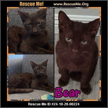 - California Cat Rescue - ADOPTIONS - Rescue Me!
