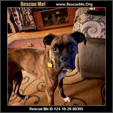 - Missouri Boxer Rescue - ADOPTIONS - Rescue Me!