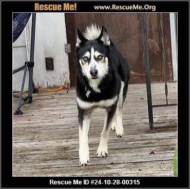 - Ohio Siberian Husky Rescue - ADOPTIONS - Rescue Me!