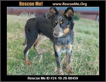 - Georgia Border Collie Rescue - ADOPTIONS - Rescue Me!