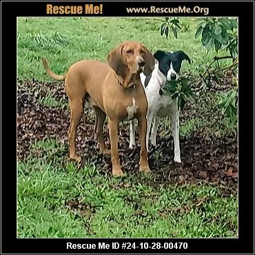 - Oregon Dog Rescue - ADOPTIONS - Rescue Me!