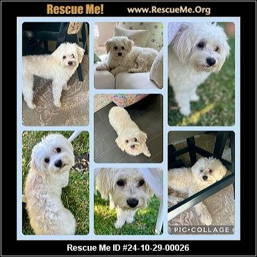 - California Maltese Rescue - ADOPTIONS - Rescue Me!