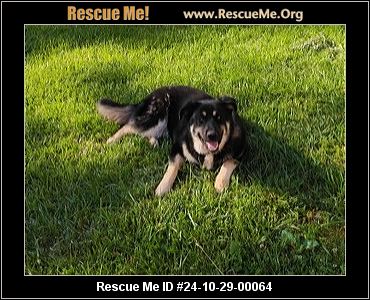 - Virginia Dog Rescue - ADOPTIONS - Rescue Me!