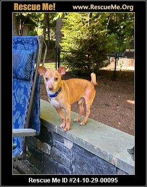 - Rhode Island Dog Rescue - ADOPTIONS - Rescue Me!