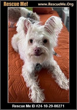 - Florida Maltese Rescue - ADOPTIONS - Rescue Me!