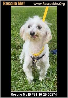 - Florida Maltese Rescue - ADOPTIONS - Rescue Me!