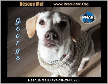 - New York Dog Rescue - ADOPTIONS - Rescue Me!