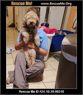 - Illinois Cockapoo Rescue - ADOPTIONS - Rescue Me!