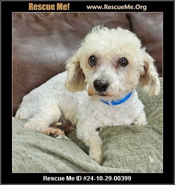 - Colorado Dog Rescue - ADOPTIONS - Rescue Me!