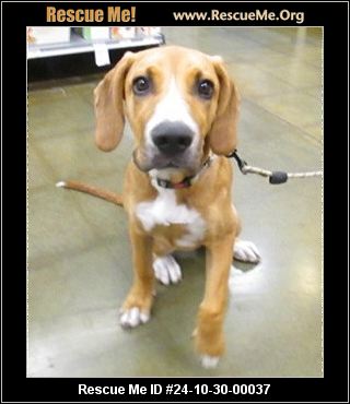 - California Beagle Rescue - ADOPTIONS - Rescue Me!