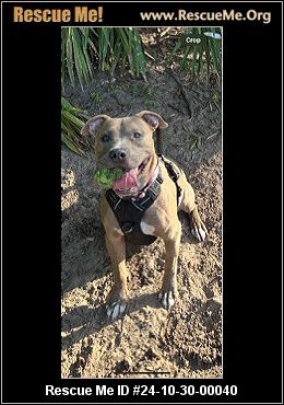 - Florida Pit Bull Rescue - ADOPTIONS - Rescue Me!