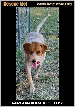 - Oklahoma Beagle Rescue - ADOPTIONS - Rescue Me!