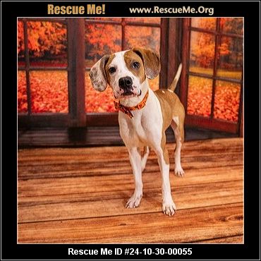 - Maryland Beagle Rescue - ADOPTIONS - Rescue Me!