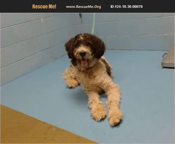 ADOPT 24103000078 ~ Poodle Rescue ~ Moreno Valley, CA
