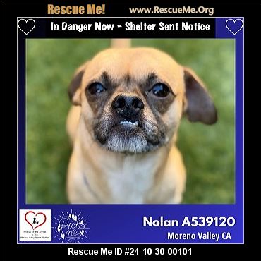 - California Pug Rescue - ADOPTIONS - Rescue Me!