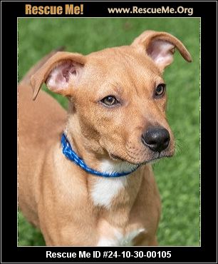 - Florida Rhodesian Ridgeback Rescue - ADOPTIONS - Rescue Me!