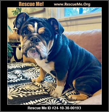 - Colorado Dog Rescue - ADOPTIONS - Rescue Me!