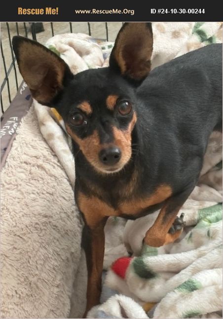 ADOPT 24103000244 ~ Miniature Pinscher Rescue ~ Oceanside, CA