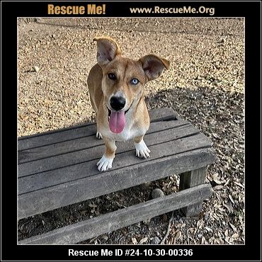 - New Jersey Corgi Rescue - ADOPTIONS - Rescue Me!