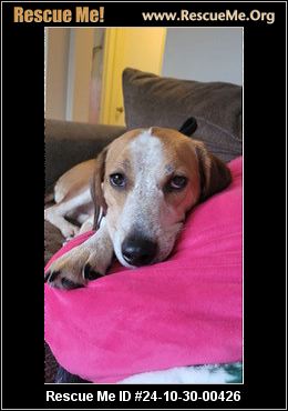 - Michigan Dog Rescue - ADOPTIONS - Rescue Me!