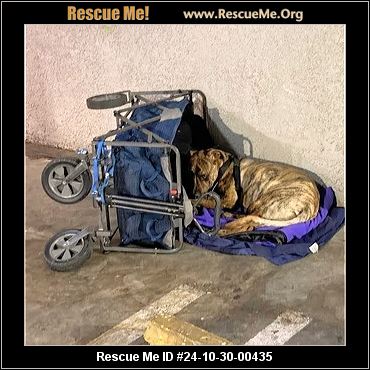 - California Lab Rescue - ADOPTIONS - Rescue Me!