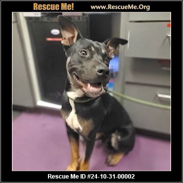 - California Rottweiler Rescue - ADOPTIONS - Rescue Me!