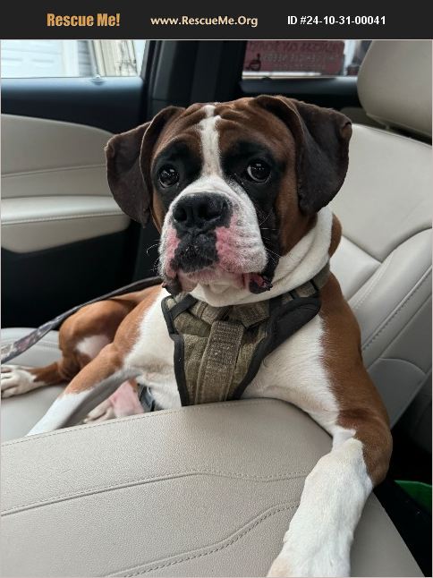 ADOPT 24103100041 ~ Boxer Rescue ~ Cartersville, GA